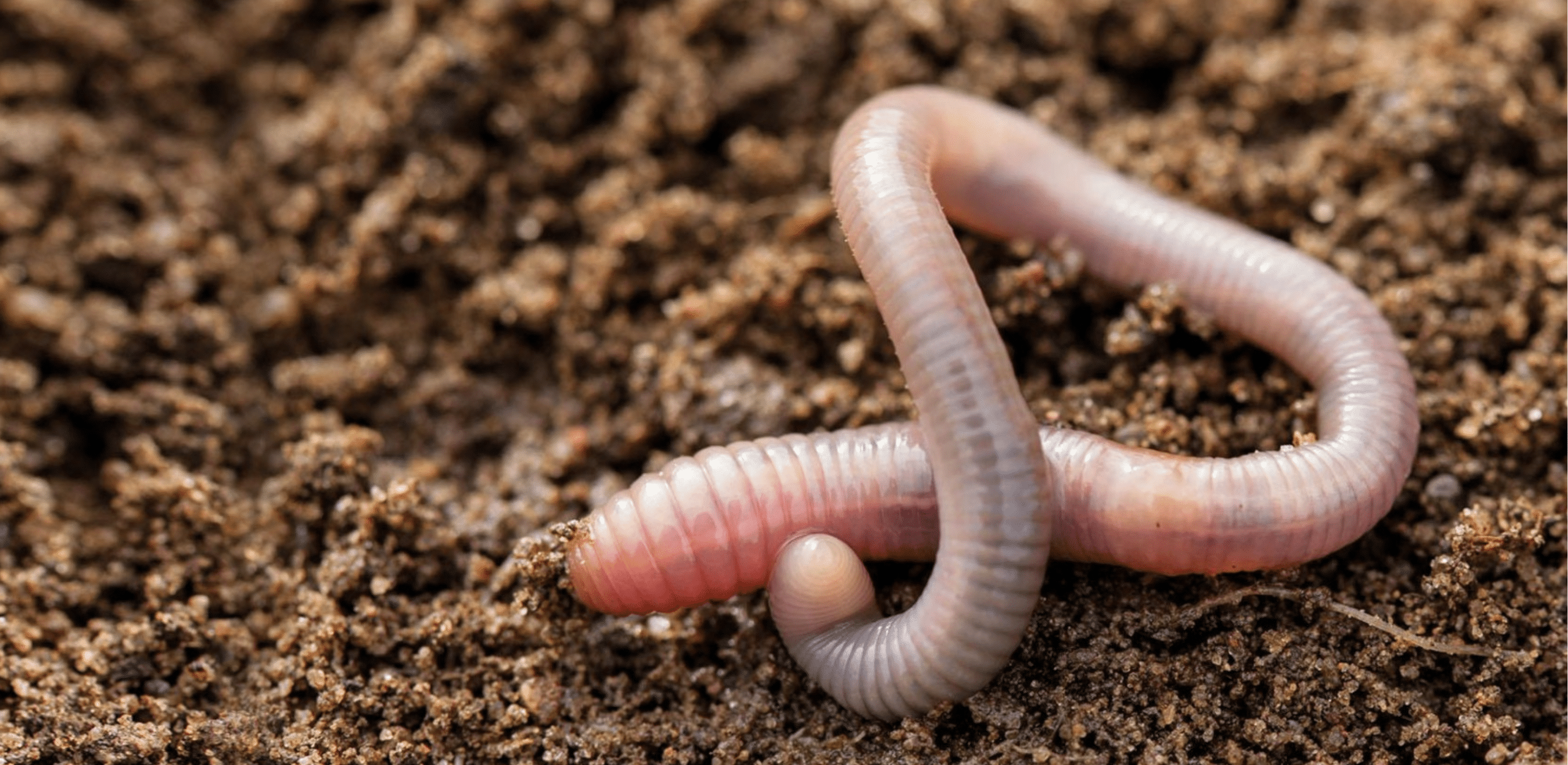 Bodem (dierendagen) - Samen Meten Utrecht